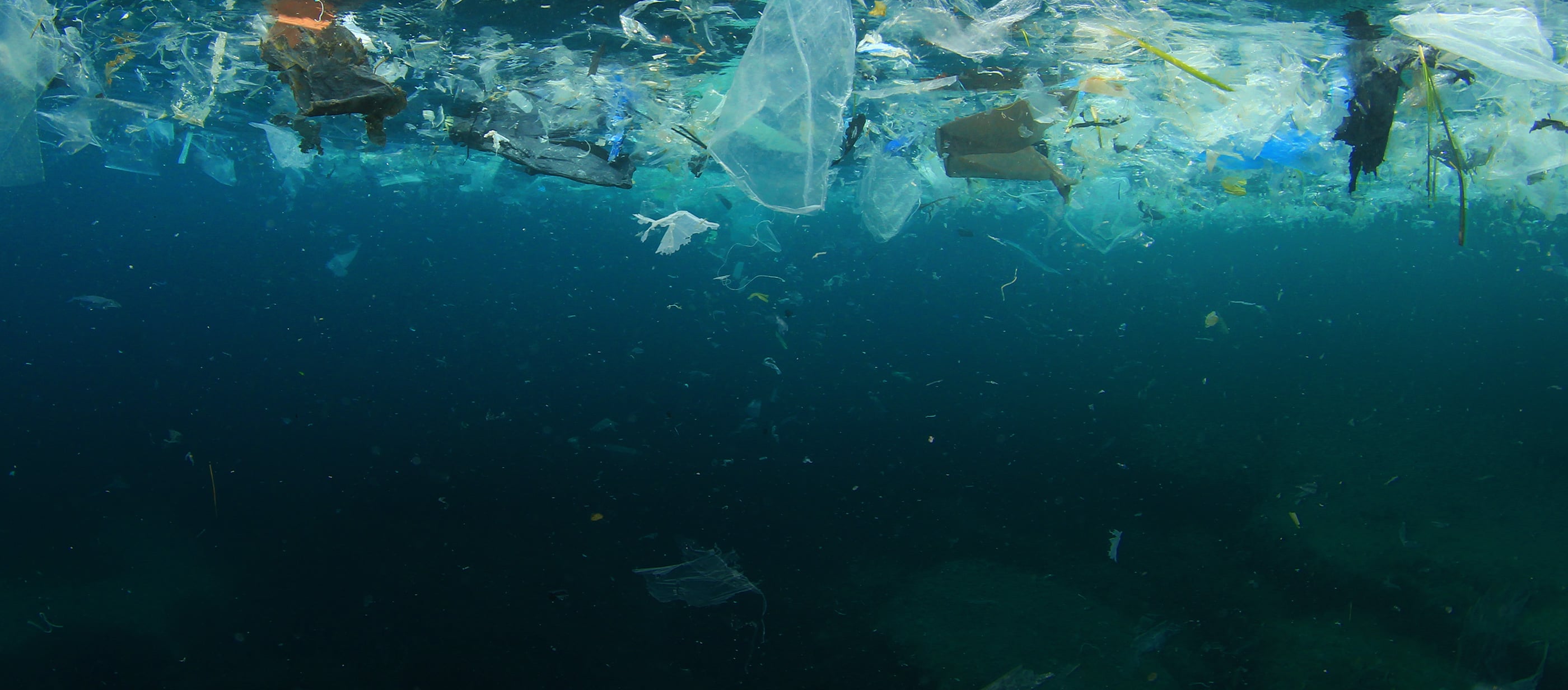 Ringing In The New Year With New Plastic Pollution Prevention Laws ringing-in-the-new-year-with-new-plastic-pollution-prevention-laws